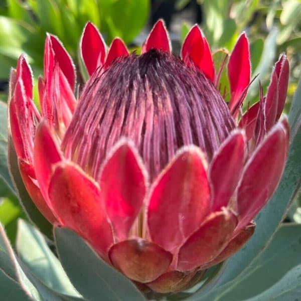 プロテアシルビアは日本ではほとんど流通量のない超レア品種！鮮やかな赤色の苞葉の先に、霜が降りたように白い産毛が生えている様は神秘的で美しいです。プロテア属はオーストラリアや南アフリカなどに分布する常緑低木です。多数の花が集まって頭状花序をな...