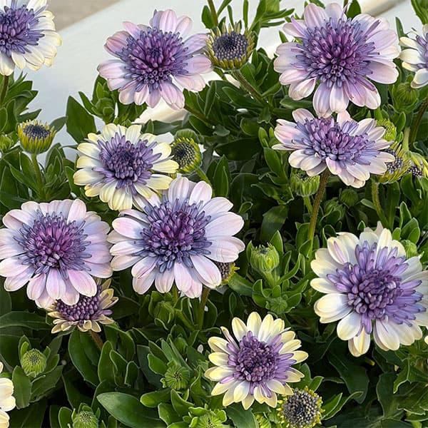 ゲブラナガトヨさん・世界初の中小輪種 個性的な花色が非常に美しいゲブラナガトヨさんオリジナルのオステオスペルマム。こちらはハンギング向けに作り出した世界初の中小輪タイプ！ハンギングで使用するには一般的なオステオだと輪が大きく主張が強いという...