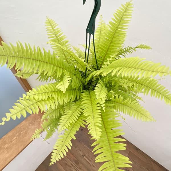 ブロンドはネフロレピス（タマシダ類）の仲間。株姿は他のネフロレピスと似ていますが、年間を通してライムグリーンの美しい葉色を保つ珍しい品種です。ほかのシダ類にはほとんどない印象的な色合いです。日陰に強く、寒さにやや弱いため、室内で管理してくだ...