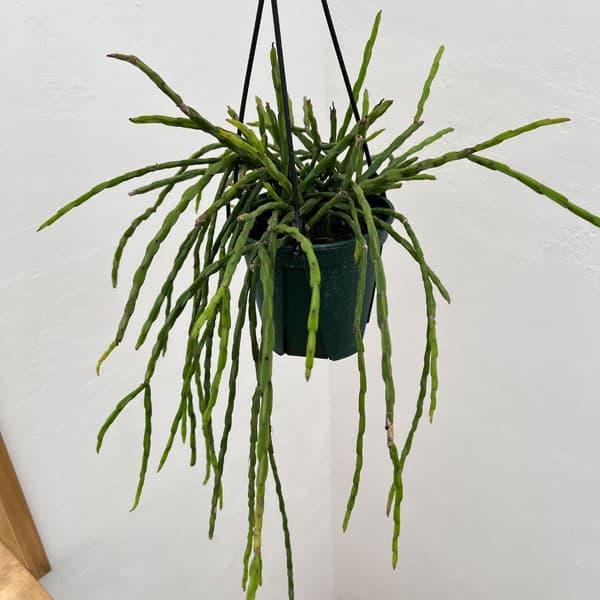 人気の観葉植物、リプサリスパラドクサ。丸から平べったい細い茎を四方に伸ばすなんとも不思議な草姿が目を惹きます。着生サボテンの仲間なので頻繁な水やりや手入れが不要で、比較的耐寒性があるので、見た目以上に育て易い植物です。※詳しい商品説明は下の...