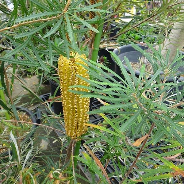 バンクシア属は主にオーストラリアに分布する常緑低木です。ユニークな形の葉と大きなコーンのような花の形に特徴があり、珍しいオージープランツとして人気です。強健で育てやすい品種です。花付きが大変よく、ある程度耐寒性もあります。庭植えのほか、コン...