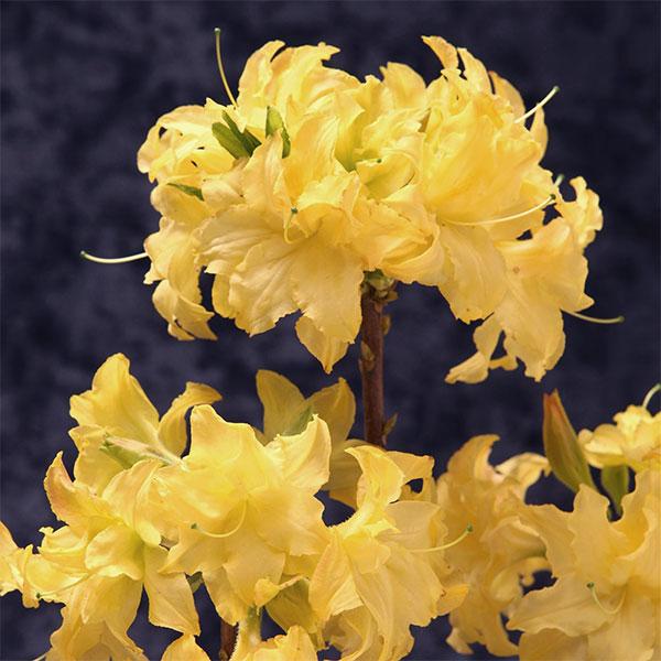 落葉低木 ★入荷から日数が経ったためセール価格となりました。商品の状態は画像と異なる場合があります。★信濃ツツジは、日本の山野に自生する大輪美花のキレンゲツツジなどをもとに交配を重ねて生み出されたエクスバリーアザレア系のツツジで、「銀河」は...