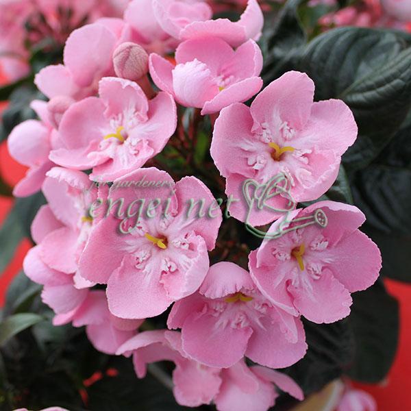 ★開花終了のため特価です。ギフトにはご利用いただけません。★★入荷から日数が経ったためセール価格となりました。商品の状態は画像と異なる場合があります。★「リメイク」は矢沢秀成氏、矢祭園芸さん、石井園芸さんが開発した新しいルクリアです。含み咲...