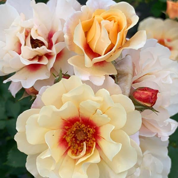 花弁の縁が柔らかく波打つ花は、オレンジ、アイボリー、ピンクと環境や株の状態により様々な表情を見せます。花の中心に入る濃いクランベリーピンクのアイが魅力的。深いグリーンの葉で耐病性にも優れます。花付きが良く、特に春は株全体に花を付け、とても華...