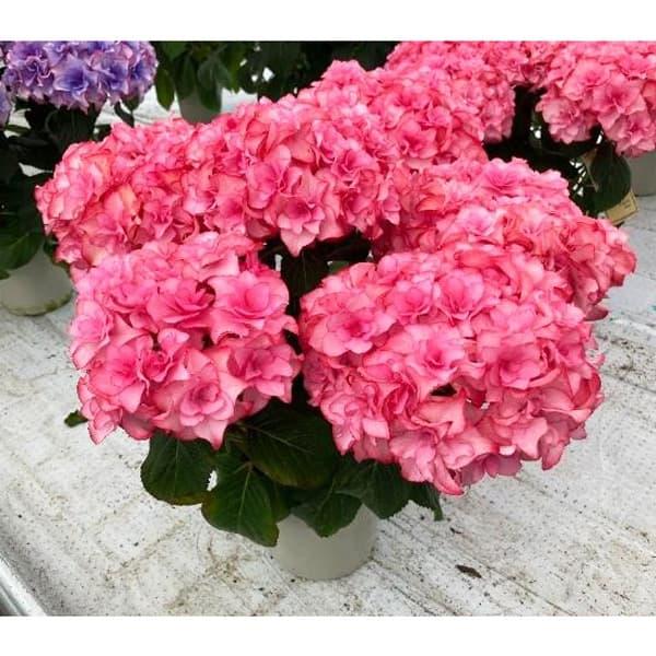 ★入荷から日数が経ったためセール価格となりました。商品の状態は画像と異なる場合があります。★アジサイの育種家として知られ、次々と新品種を育成している群馬県さかもと園芸さん育成の品種です。星のかけらは低くコンパクトな樹形でグラデーション状に色...