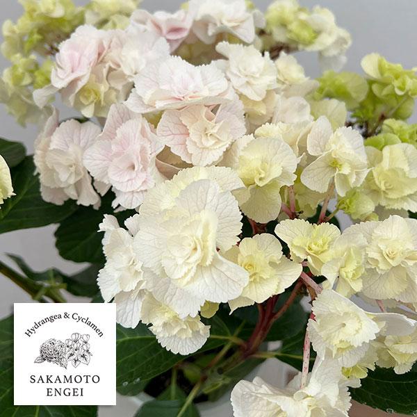 ★花が咲き進んでいるため特価です。ギフトにはご利用いただけません。花を切り戻してのお届けとなる場合があります★★入荷から日数が経ったためセール価格となりました。商品の状態は画像と異なる場合があります。★次々と新品種を発表している群馬県のさか...