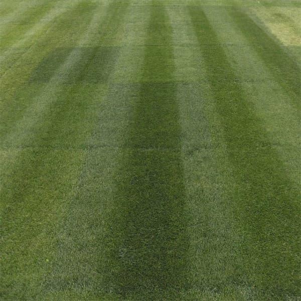 要サッカー場やゴルフ場、学校の運動場などのスポーツターフに適した西洋芝の種、ペレニアルライグラス「ファイヤーボール」です。葉色は極濃緑、極緻密で高品質なターフを形成します。NTEP（全米芝草評価試験）で遺伝的葉色の濃さ、秋期（11月）の葉色...