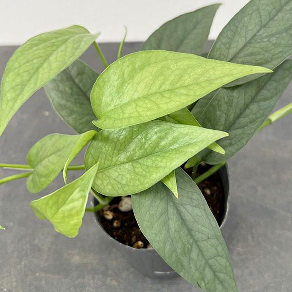 エピプレナムピナツム　セブブルーはシルバーグリーンの葉を広げるサトイモ科の観葉植物です。落ち着いた色合いが人気のポトスです。耐陰性があり、直射日光を嫌うので、年間を通して室内で管理できます。寒さに弱いので冬は暖房の部屋で管理してください。※...