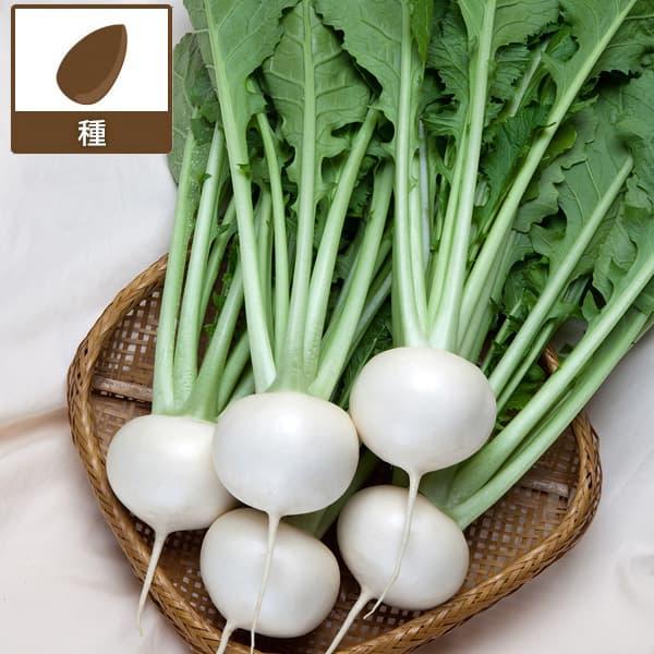 低温肥大性が良く、小カブから中カブまでの出荷が可能です。白さび病には絶大の強さを持っています。草姿は極立性で、葉の垂れが少なく、葉柄は極太でしっかりしているので、収穫、洗浄、調整、結束作業が非常に容易です。根部は豊円形で、尻のまとまりが良く...