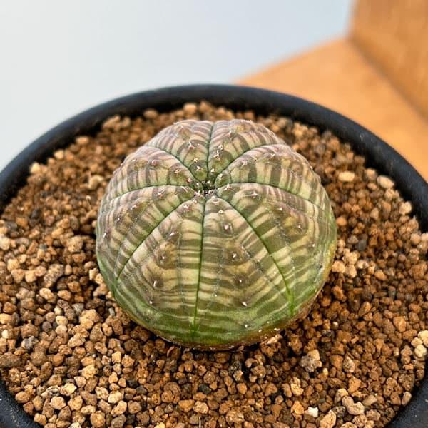 ユーフォルビア・オベサは南アフリカ・北ケープ州原産の多肉性ユーホルビアです。多肉植物ですので、水遣りの回数も少なくてすみ、丈夫です。オシャレなインテリアとしていかがでしょうか。寒さに多少弱いので冬は室内で管理してください。※詳しい商品説明は...