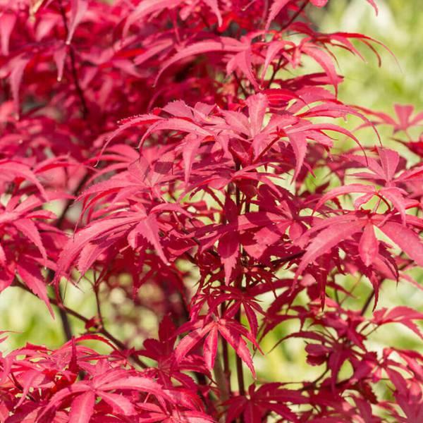 ★入荷から日数が経ったためセール価格となりました。商品の状態は画像と異なる場合があります。★スケーターズはコンパクトに楽しめる矮性で直立タイプの新しいモミジ。2m前後のほっそりとした直立性の樹形で小さなお庭や鉢植えに最適です。葉は照りがあり...