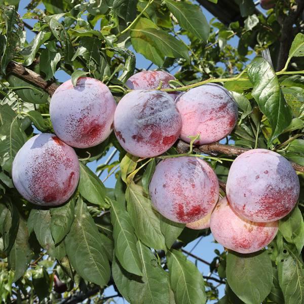 果実は300gを超える桃のように大きな赤肉の晩生品種で爽やかな酸味と高い糖度のスモモです。果肉と種がはがれやすくて食べやすく、赤い果肉は見た目も鮮やか。栽培は雨による劣果が少なく、育てやすさも魅力の注目品種です。自家不結実性なので、受粉樹が...