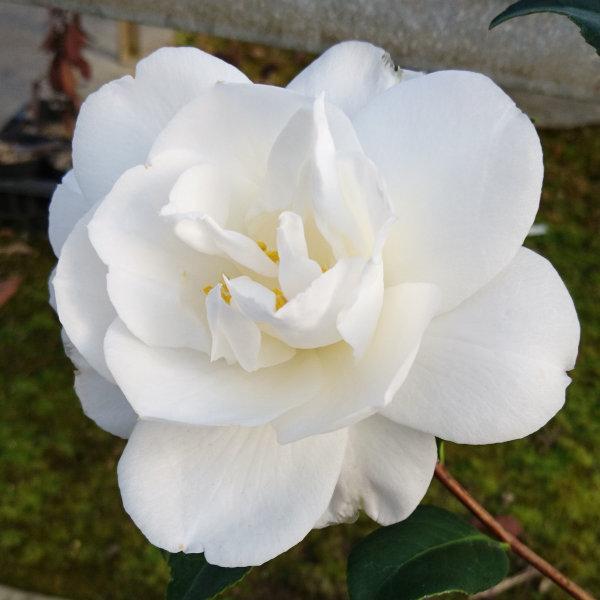 都鳥（みやこどり）は、江戸時代から長く愛される白花弁の八重レンゲ咲きのツバキです。3&amp;#12316;4月に開花する古典品種です。茶花としても人気です。※詳しい商品説明は下のほうに記載があります