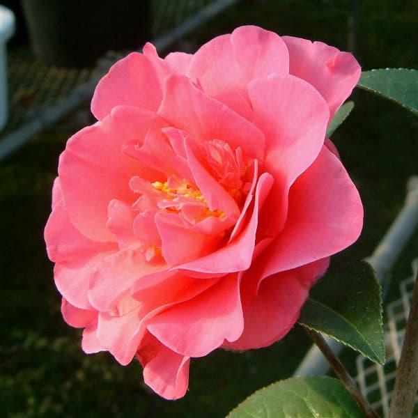 バリーヌーゼンはアメリカで作出された椿。中国雲南省を原産とする大輪の椿（唐椿）の園芸品種「仏陀」と雲南省原産のサルウィンツバキの交配種です。 発色の良いピンクの極大輪八重咲きで、とても見応えがあります。※詳しい商品説明は下のほうに記載があります