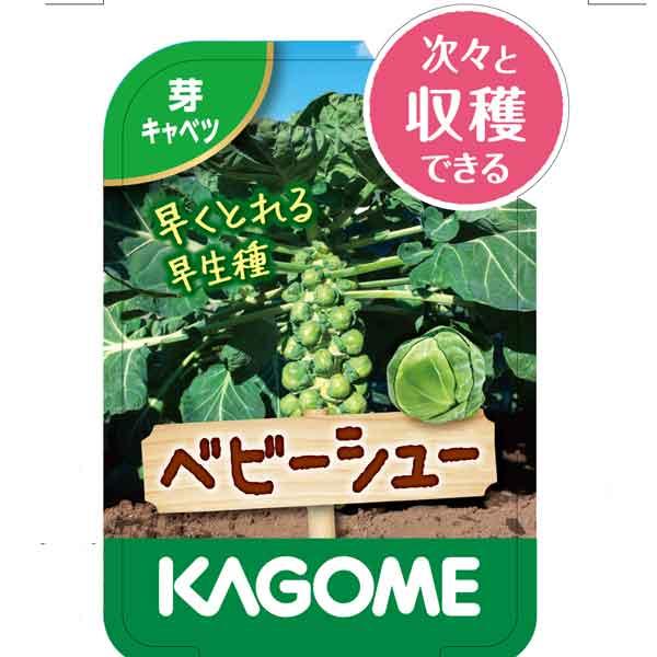 【発売日：2026年08月27日】球の形が良く、内部もきれいで美味しい芽キャベツ。耐暑・耐寒性にすぐれ、生育旺盛で作りやすい！定植後90日前後で収穫可能な早生種です。 ※詳しい商品説明は下のほうに記載があります