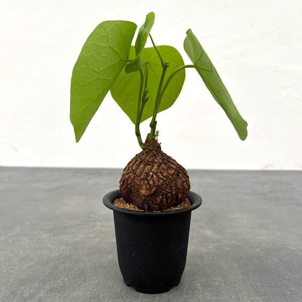 東南アジア原産の塊根植物（コーデックス）です。根元の巨大な木質状の塊根が特徴的ですが、原産地では薄暗い熱帯雨林の林床などに自生し、根は地中に埋まっています。鉢植えで観賞するものは、根を地上に出して植えてあります。夏に塊根から太い緑色のツルを...