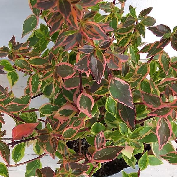 春から秋まで長期開花する常緑低木 アベリアは列植やグランドカバーに最適な常緑小低木。初夏から秋にかけて、無数の花を次々に咲かせる夏の名脇役です。丈夫で土質を選ばず、大気汚染にも強いので庭木やコンテナ、生垣などに大人気です。サンシャインデイド...