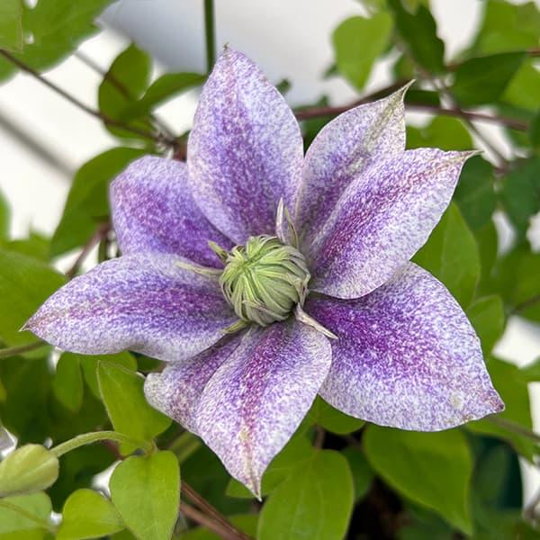 赤紫〜藤色の繊細なグラデーションの花色が素敵なクレマチスです。 星斑のような色の入り方で、豪華な八重咲ではあるものの上品な雰囲気を醸し出します。花弁が散っても中心部が残りユニークは花姿に。長時間強い光が当たる場所よりは、やや陰るくらいの場所...