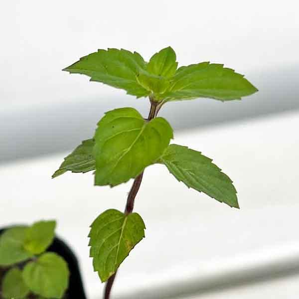 洋種はっかのペパ−ミントの栽培品種「ブラックミント」の倍数体を母として人工交配して、多収品種とし て育成された北見ハッカの1つ。葉の緑色は濃く、茎は赤紫色の品種です。※詳しい商品説明は下のほうに記載があります