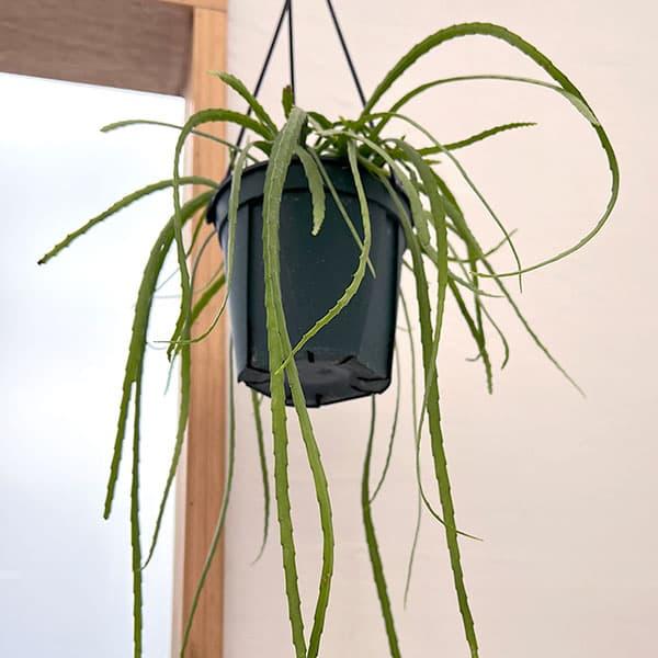 クジャクサボテンの仲間の観葉植物です。広めの葉の縁にギザギザが入るのが特徴。リプサリスにもエピフィルムにも似ていますが、ちょっと珍しい品種です。★時期により葉姿は異なります★※詳しい商品説明は下のほうに記載があります