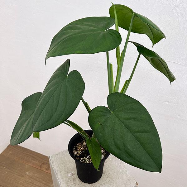 流通量の少ないフィロデンドロンのような見た目のシンゴニウム。ハート型のかわいらしい葉をしています。シンプルですが、雰囲気のある観葉植物です。シンゴニウムは熱帯アメリカ原産の半つる性の観葉植物。幼苗のうちは株もとで葉が茂りますが、株に勢いが出...