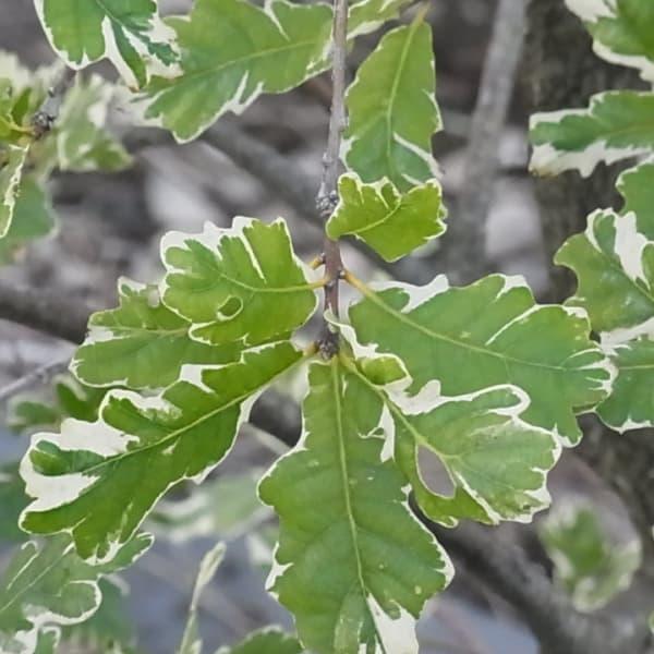 接ぎ木の匠・矢澤ナーセリー ヨーロッパ原産の欧州ナラの園芸種で、白い覆輪の斑が入り緑色の部分はやや青みがかっていて美しい品種です。また夏の炎天下でもきれいな斑入り葉が維持される数少ない品種の一つです。夏〜秋になるドングリにも綺麗な斑が入り、...