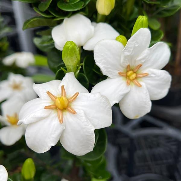 コンパクトなクチナシ品種で初夏と秋の二季咲きとなる品種。香りのよい白い一重花が長期間楽しめます。葉が丸葉となるのも特徴です。鉢植えや寄せ植え、生垣としても利用できます。※詳しい商品説明は下のほうに記載があります