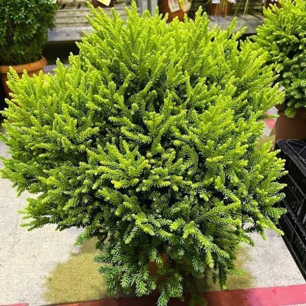 自然に球形にまとまり、大きくなっても樹高1m程度とコンパクトなわい性タイプのコニファーです。花がつかないので花粉もでません。冬季は降霜によりブロンズがかり冬の姿となります。耐寒・耐暑性はともに強く、成長がゆっくりで育てやすく利用価値の高い品...