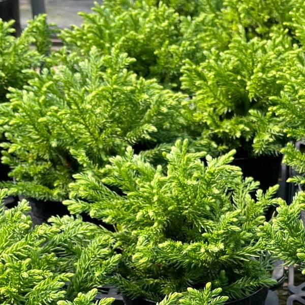 自然に球形にまとまり、大きくなっても樹高1m程度とコンパクトなわい性タイプのコニファーです。花がつかないので花粉もでません。冬季は降霜によりブロンズがかり冬の姿となります。耐寒・耐暑性はともに強く、成長がゆっくりで育てやすく利用価値の高い品...