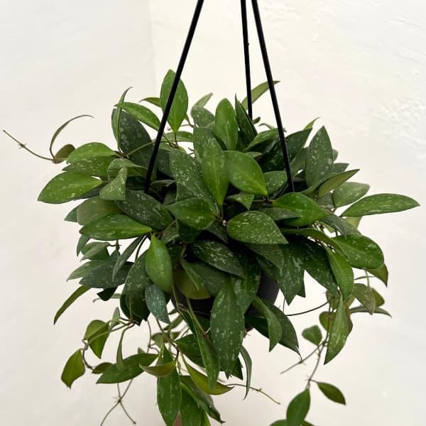 ホヤは熱帯アジアを中心に分布するつる性植物で、葉は多肉質。殆どの種類が花を付けます。ロシータは肉厚の小さな葉を茂らせる美しい品種。春から秋は緑葉ですが、冬になると葉に紫の縁取りが出てきます。さらに冬は紫赤色に紅葉します。寒さに比較的強く5度...