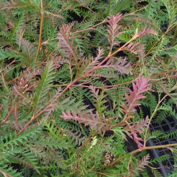 プーリンダピーター・新芽が赤くなる鋸歯葉・濃ピンクの花を咲かせるグレヴィレア グレヴィレア属は主にオーストラリアに250種が分布する常緑低木です。花の形と葉の切れ込みに特徴があり、非常に美しい花が咲きます。ピーターは鋸歯状の葉が特徴的で時期...