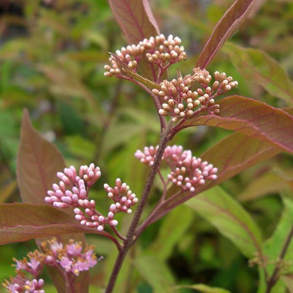 ★地上部の切り戻し剪定を行っている状態となります★ムラサキシキブは紫の実の色鮮やかな美しさを、平安の美女、紫式部にたとえられている花木。一般に流通しているのは葉など全体が小さいコムラサキ（コシキブ）ですが、パープルパールズはコシキブのハイブ...