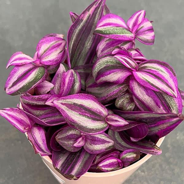 葉色の発色がとてもきれいなトラディスカンティア。ピンクから紫の斑入り葉が美しいく、厚みのある葉はとても丈夫で、水やりも少なく、管理がカンタンです。冬は室内にとりこみ寒さから保護してください。伸びてきた枝をカットして土に挿せば容易に発根するの...