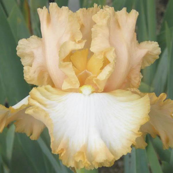 光あふれる虹の花、ジャーマンアイリス。地中海地方原産で、花上部のひらひらが大きいのが特徴です。ほとんどの品種に、それぞれ固有の素晴らしい香りがあります。乾いた土室を好むので、水遣りなどの管理も容易です。開花は5〜6月です。美しい花の世界をお...