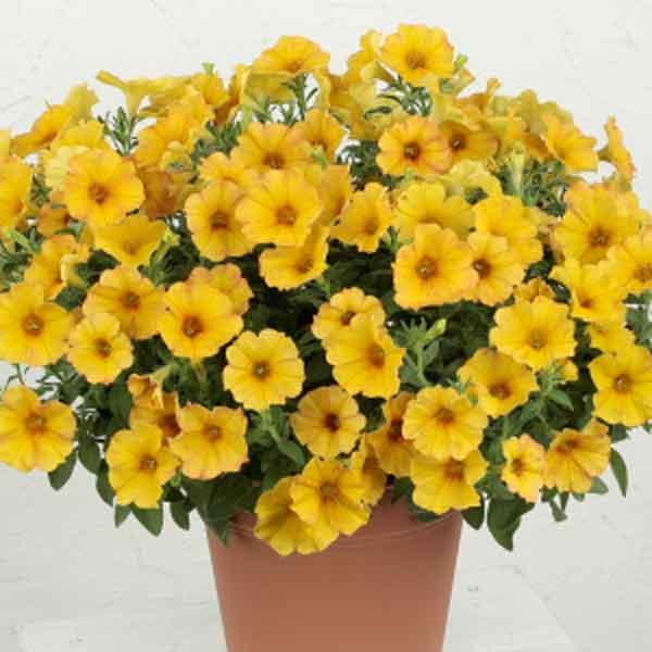 雨でもあでやかに、かつてない輝き。雨にも強く、花持ちがよいので、育てやすく、秋遅くまで長い間、開花を楽しめます。※詳しい商品説明は下のほうに記載があります