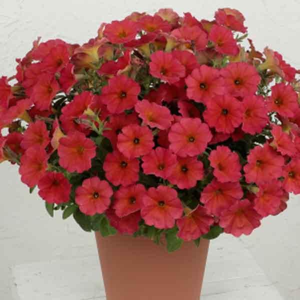 ★入荷から日数が経ったためセール価格となりました。商品の状態は画像と異なる場合があります。★雨でもあでやかに、かつてない輝き。雨にも強く、花持ちがよいので、育てやすく、秋遅くまで長い間、開花を楽しめます。※詳しい商品説明は下のほうに記載があります