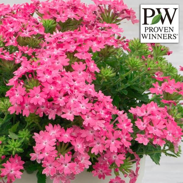 2025春New! ★入荷から日数が経ったためセール価格となりました。商品の状態は画像と異なる場合があります。★スーパーベナは花房が大きく、色鮮やかで雨や病気に強いバーベナ。これまで品種改良に利用されてこなかった耐病性のあるバーベナの原種を...