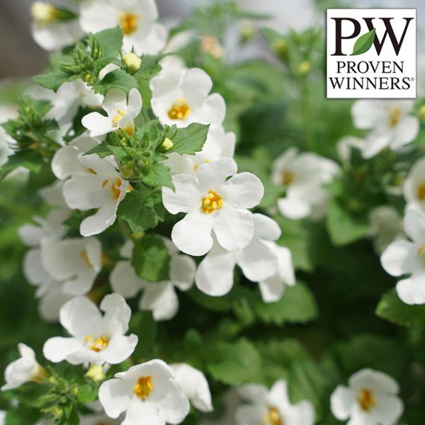 ★入荷から日数が経ったためセール価格となりました。商品の状態は画像と異なる場合があります。★スノーストームはたくさんの花が春から秋まで長い期間にわたり咲き続ける強健なバコパ（ステラ）のシリーズ。従来のバコパより耐暑性がアップし、鑑賞期間が長...