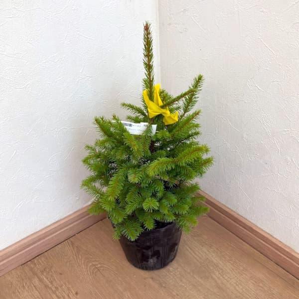 ★入荷から日数が経ったためセール価格となりました。商品の状態は画像と異なる場合があります。★細身の枝葉が密生し、濃い緑の円錐形になります。春の芽吹きが美しく、鑑賞樹としてたいへん魅力があります。お庭のシンボルツリーとしても最適です。クリスマ...