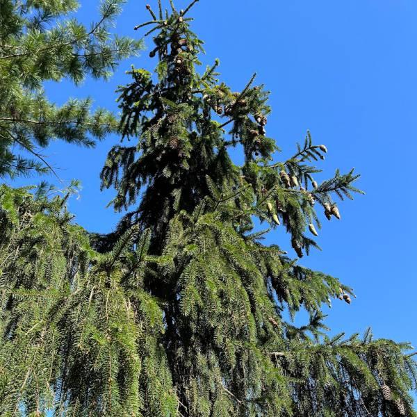 真鍋庭園さんの希少コニファー ★入荷から日数が経ったためセール価格となりました。商品の状態は画像と異なる場合があります。★スウェーデンで発見されたヨーロッパトウヒの枝垂れ品種で、濃緑色で光沢のある葉が下垂したり放射状に広がる樹形となります。...