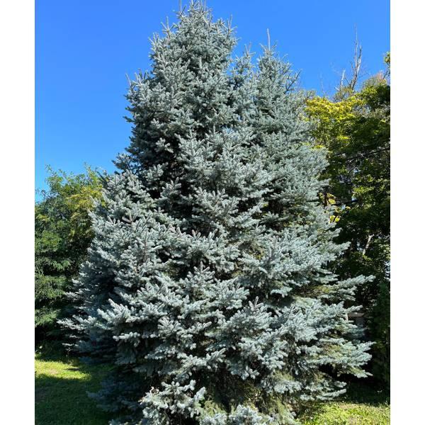 ★入荷から日数が経ったためセール価格となりました。商品の状態は画像と異なる場合があります。★北米原産のプンゲンストウヒ（コロラドトウヒ）改良種で、1983年にドイツで作出された品種です。幼苗から芯が上がり易く形の良い円錐形になる品種です。葉...