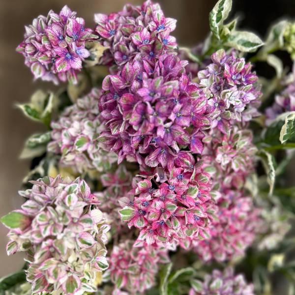 ★入荷から日数が経ったためセール価格となりました。商品の状態は画像と異なる場合があります。★スパイスは大栄花園育成アジアンビューティー系の斑入りシリーズで、葉に明るい白斑が入り、花にも斑が入る変化に富んだ品種です。花は咲き始めは白にグリーン...