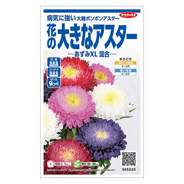 病気に強い大型ポンポン咲きアスター「あずみXL」は、咲き進むと花がこんもりとした半球状になり、花径7cmになる大輪品種。従来品種（あずみ）より草丈も高いです。真夏の栽培で問題となるフザリウムの耐病性品種で、露地での安定した栽培が可能。花壇や...