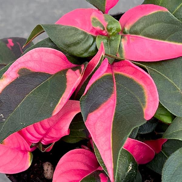ina工藝（イナコウゲイ）さんが長年かけて選抜してきたイレシネピンクファイヤーは、丈夫で育てやすいカラーリーフプランツです。グリーンの葉に鮮やかなローズピンクの斑が入り、鮮やかな花のような華やかさ。寄せ植えにユニークな印象を演出します。生育...