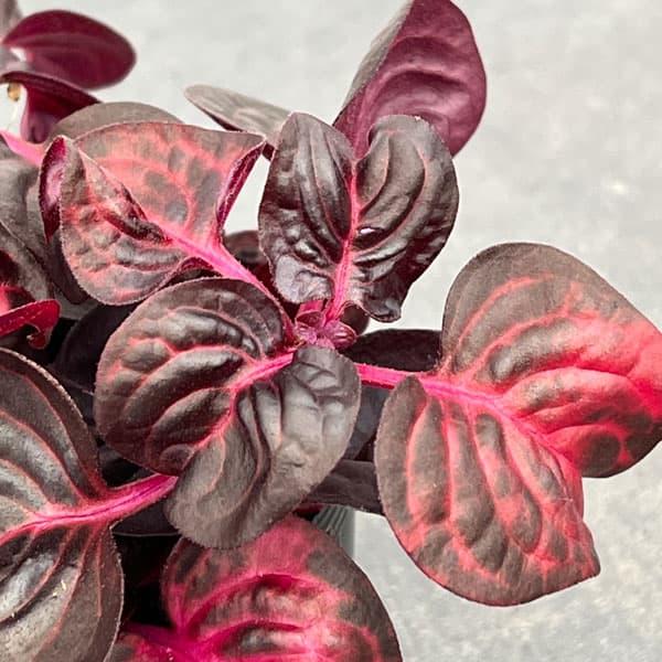 丈夫で育てやすいカラーリーフプランツです。ダークレッドの色合いがかっこいいイレシネヘルブスティーは、寄せ植えにユニークな印象を演出します。生育旺盛で摘心を繰り返すとこんもり大きくなります。真夏の直射日光では葉やけするので、半日陰などで夏越し...