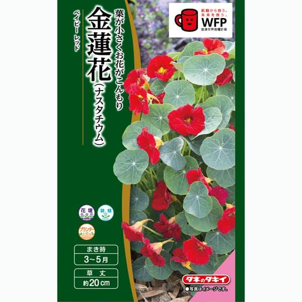 キンレンカは、葉が蓮の葉によく似ているため、その名前が付いています。ハーブとしても扱われますが、そのときはナスタチウムと呼ぶのが一般的です。「ベイビーレッド」は濃い目の赤色の花と緑葉のコントラストが美しい品種です。株はコンパクトにまとまり、...