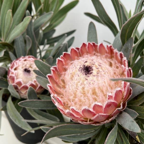 ジュリエットは濃いピンク色の大きな花が美しいです。比較的コンパクトなサイズです。プロテア属はオーストラリアや南アフリカなどに分布する常緑低木です。多数の花が集まって頭状花序をなし、着色した総苞が美しくそれを取り囲みます。花持ちがよく切花とし...