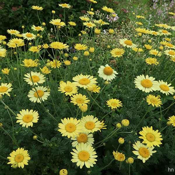 レモンイエローダイヤーズカモミールは、初夏から秋にかけてマーガレットに似た５cmほどのレモンイエローの花を次々と咲かせる。レモンイエローの色合いが上品。※詳しい商品説明は下のほうに記載があります