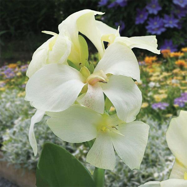 熱帯及び亜熱帯地方原産のカンナは、真夏の花壇を鮮やかに彩ります。夏の高温に強いですが、冬の寒さには弱いので霜よけが必要です。花は丸形の大輪で、草丈およそ70cm前後とカンナとしてはコンパクトな品種。初夏から晩秋にかけて次々と開花します。※詳...