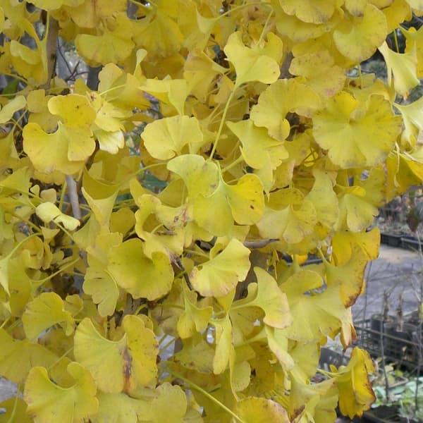 たいへん珍しいイチョウの矮性種。生育はとても遅く、10年ほどでようやく樹高1mくらいになります。観賞向きで鉢植えでも栽培でき、秋にはきれいな黄葉が楽しめます。結実しないので銀杏の匂いが苦手な方でも安心して育てられます※詳しい商品説明は下のほ...